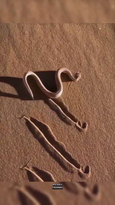 Snake movement😱 #science #sciencefacts - YouTube