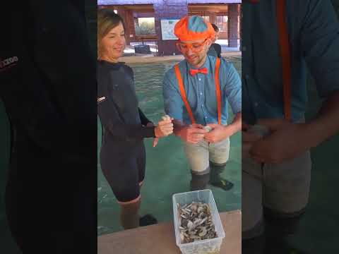 🐟 Blippi ile Vatozları Besliyoruz | Blippi Türkçe - Çocuklar için Eğitici Videolar #shorts #blippi