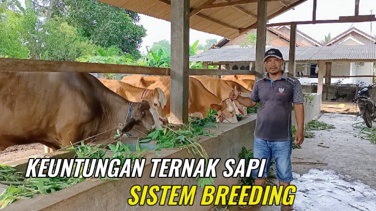Konsep Breeding Sapi Yang Menguntungkan Ala Pak Riyadi - YouTube