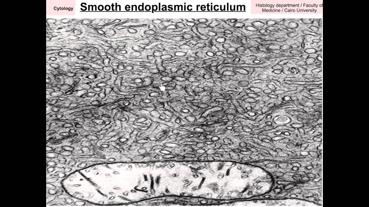 Cytology data show 2015 part1 - YouTube