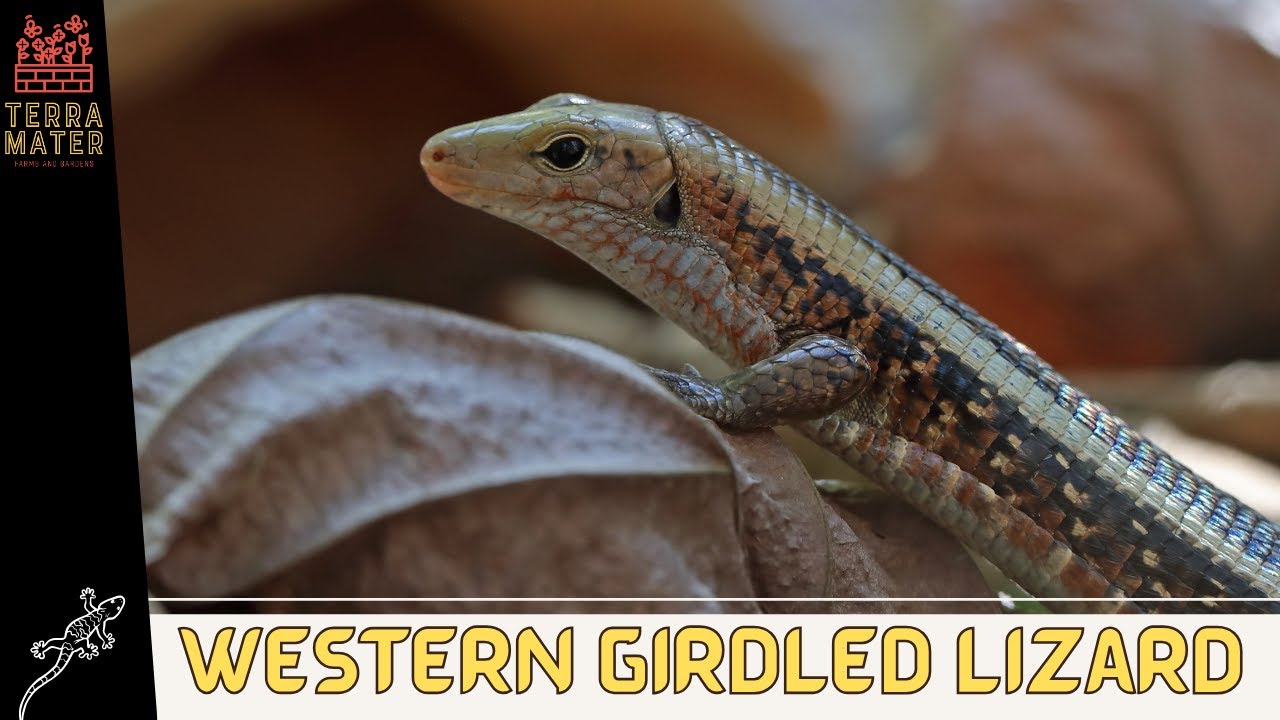 🦎 Introduction: Western Girdled Lizard: Survival in the Wild 🌿 ...