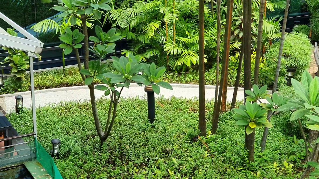 NUH Kent Ridge Wing Fish Pond & Terrace Gdn. - YouTube