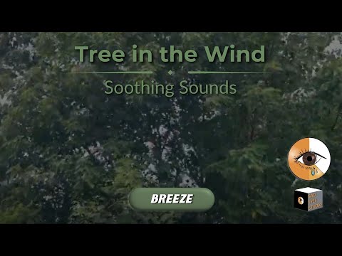 Tree Blowing in the Wind | Ambient Sounds | 10 Hours - YouTube