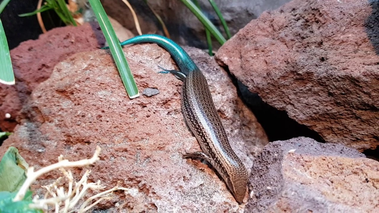 Gran caneria skinks (Chalcides sexlineatus) hunting fruit flies. - YouTube