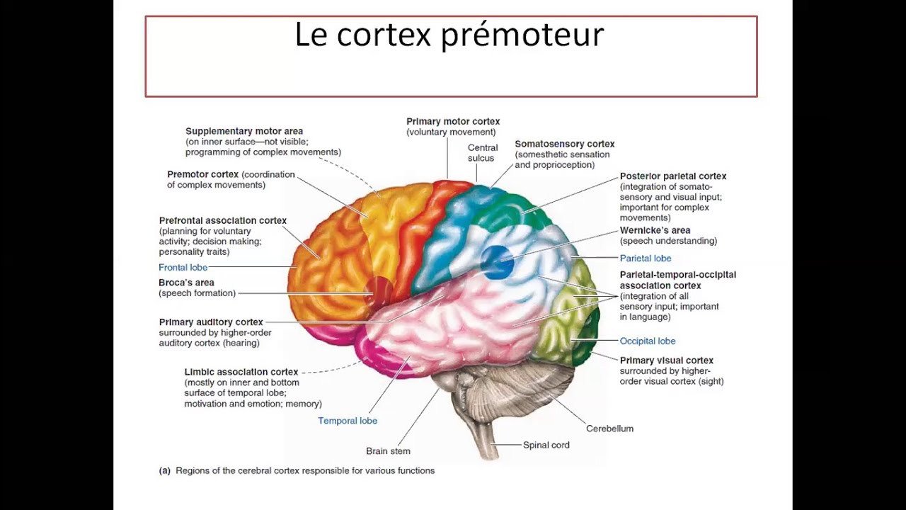 LE CORTEX PREMOTEUR - YouTube