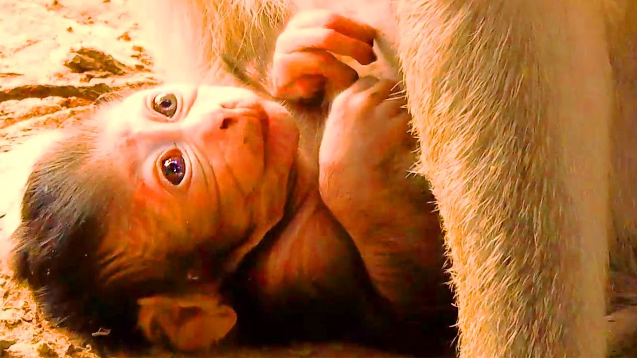 Collection Clip! A Cutest Baby Monkey At Angkor Wat ..Tia...Named ...