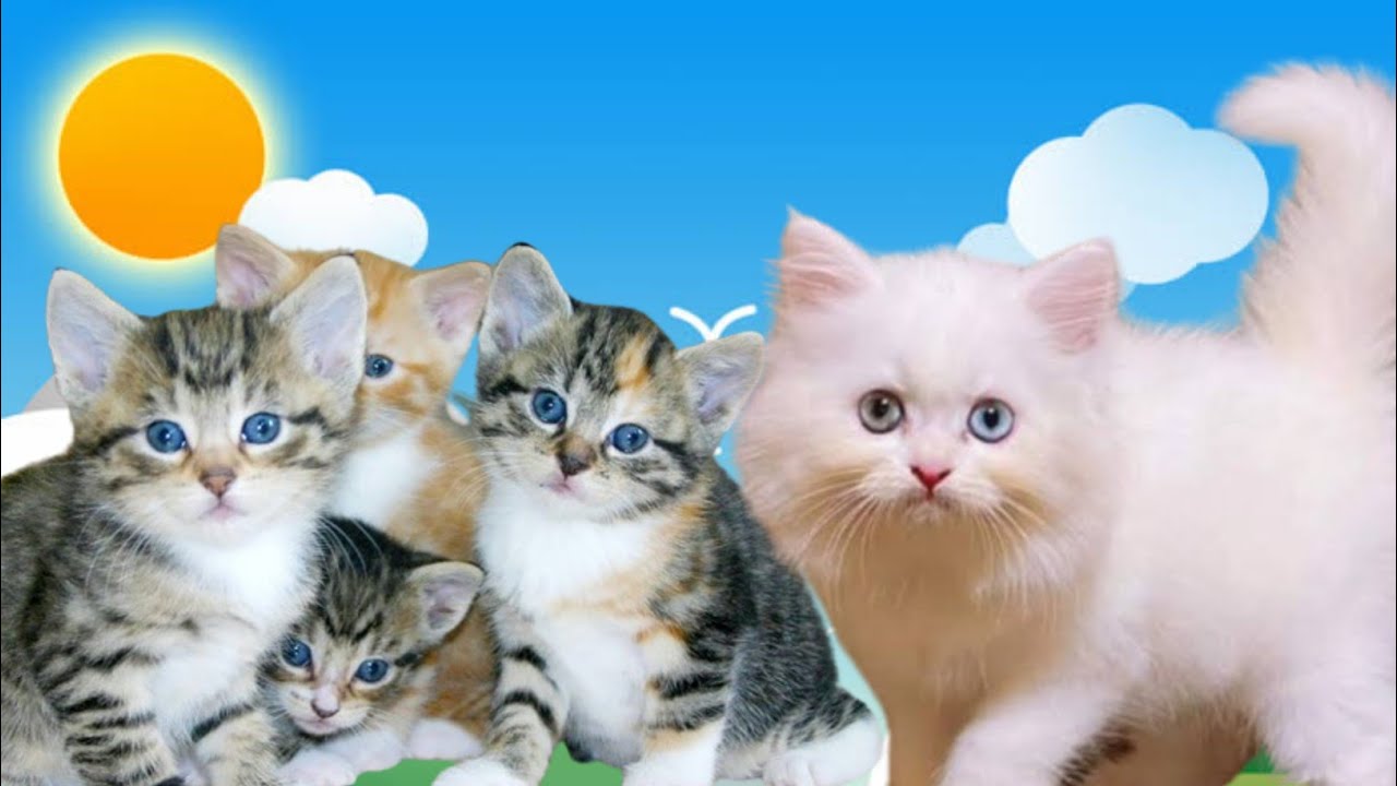 Kucing Digendong. Kucing Minum Susu. Kucing Meong Meong - YouTube