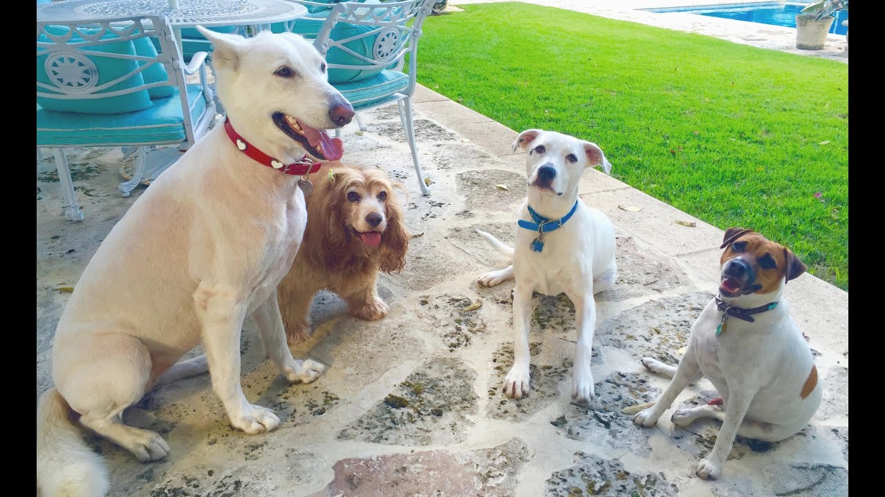 Overweight Cocker Spaniel Gets A Work Out! - YouTube