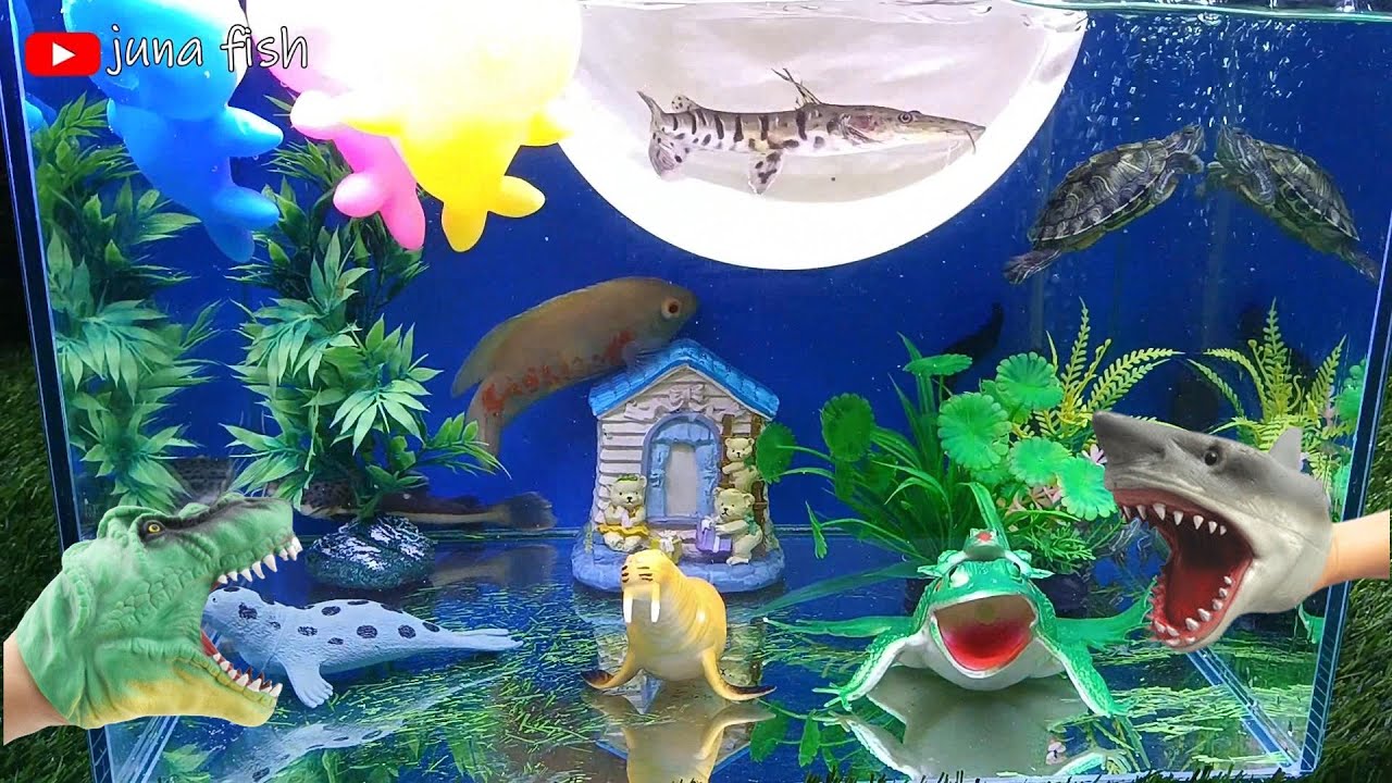 Collection of Cute Animals videos,belida fish,frog,RTC,turtle,oscar ...