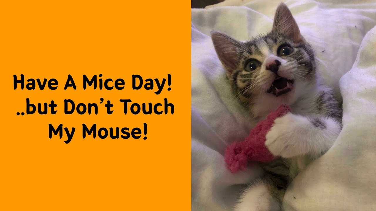 50 Chatty Cats Who Just Had Too Much to Say 😹 | Funny & Adorable ...