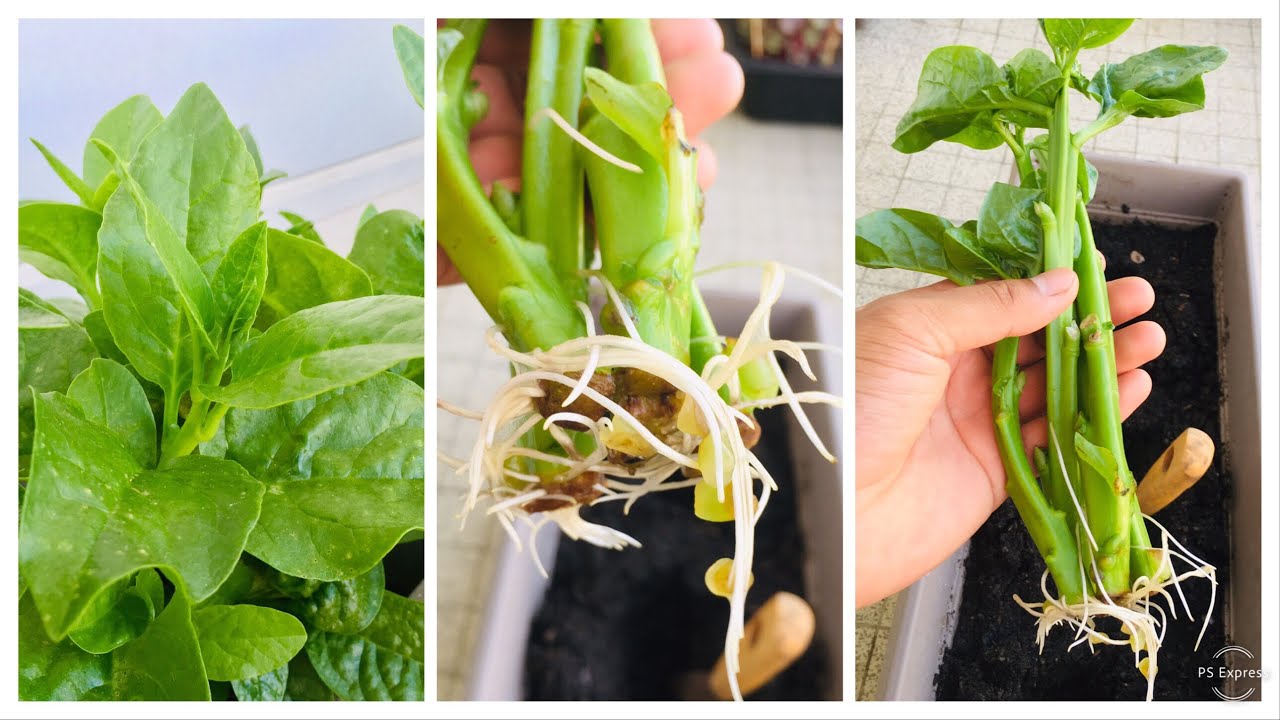 Puishak | পুঁইশাক | How To Grow Malbar Spinach. - YouTube