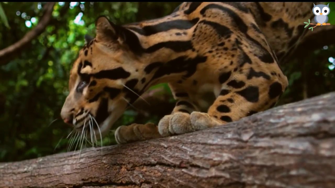 Meet the Real Life Tigger - YouTube