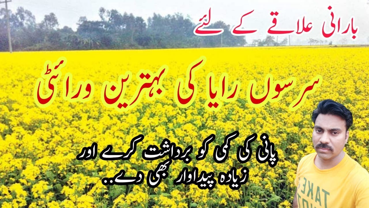 Best mustard variety for Barani area |Best raya (serson) variety for ...