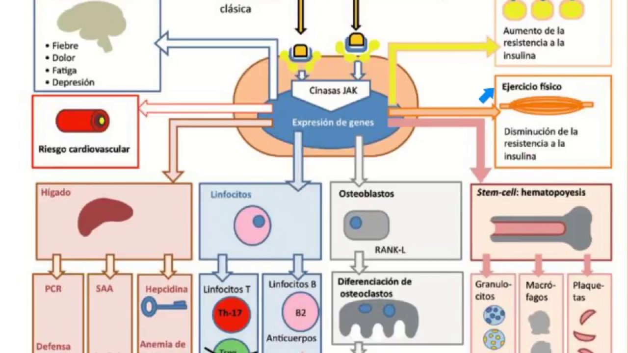 IL6 principales funciones en la patología reumática - YouTube