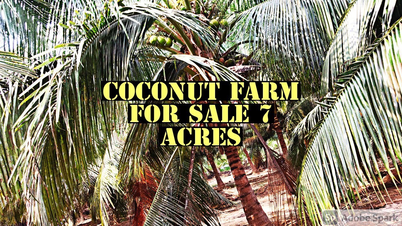 coconut farm for sale || 7 acre Coimbatore district sulur senjerimalai ...
