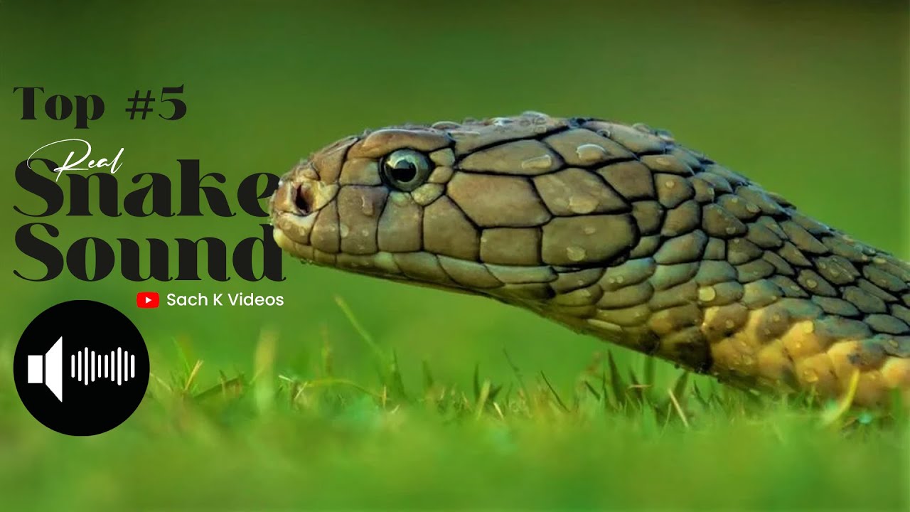 Real Snake Sound No Copyright #top5 #snake #sound #free #animals - YouTube