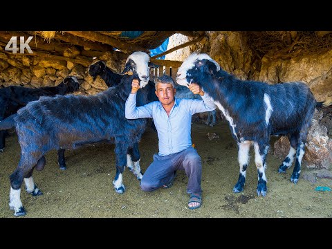 Büyük Honamlı Keçileri- Hacı'nın Sürüsü | Belgesel-4K