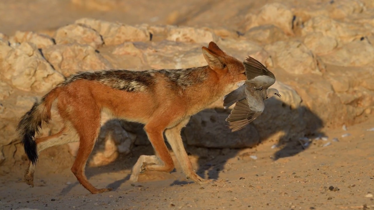Cubitje Quap Waterhole - Jackal hunting doves - YouTube