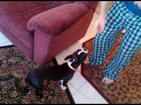 Popeye Molly & Romeo - YouTube