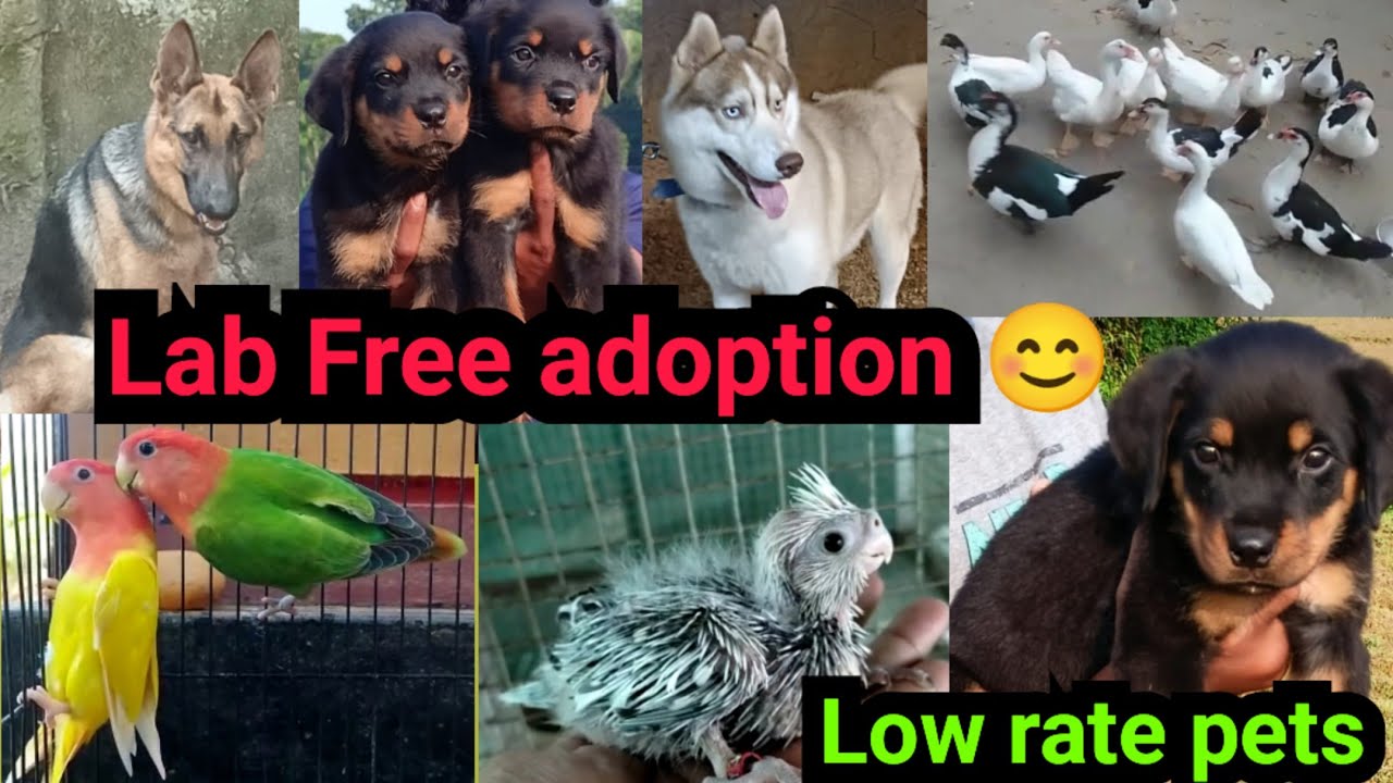 Lab Free adoption 🤑Gsd 8000😱 Pets sale in low price 🔥Puppys |pigeons ...