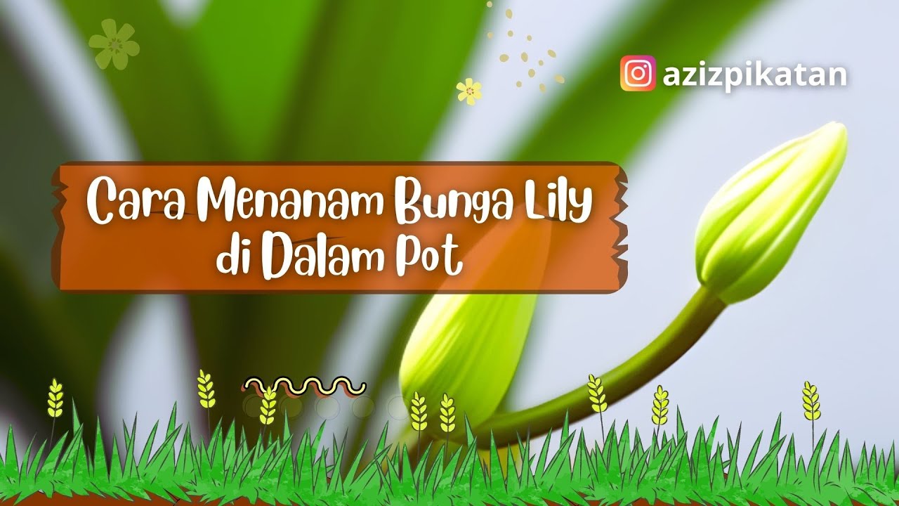 Cara Menanam Bunga Lily di Dalam Pot - YouTube