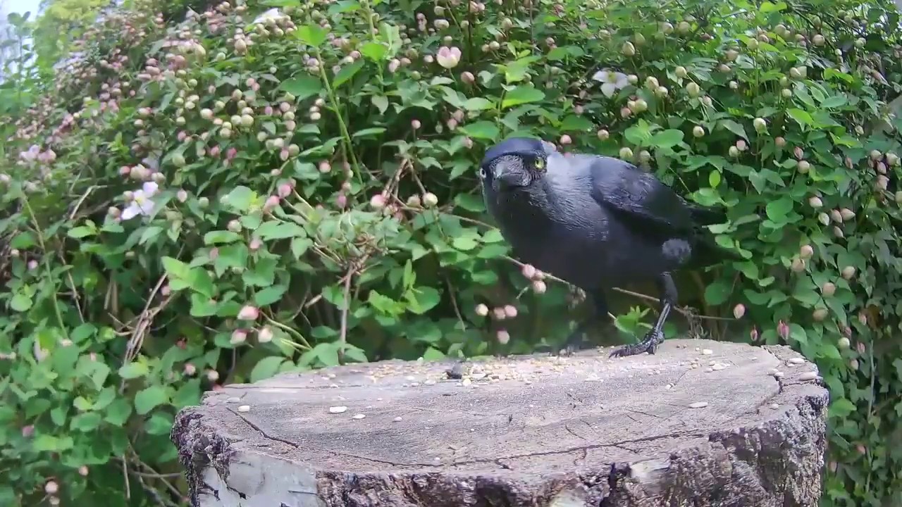 Bowie the Jackdaw visits feeding platform - YouTube