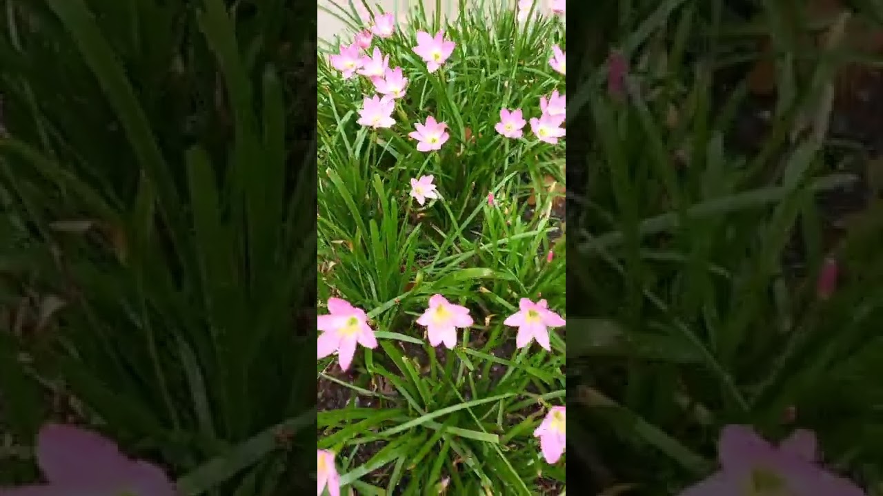 韭莲 Pink Rain Lily - YouTube