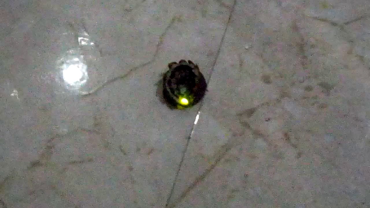 Jugnoo ( जुगनू ) lighting insect - YouTube