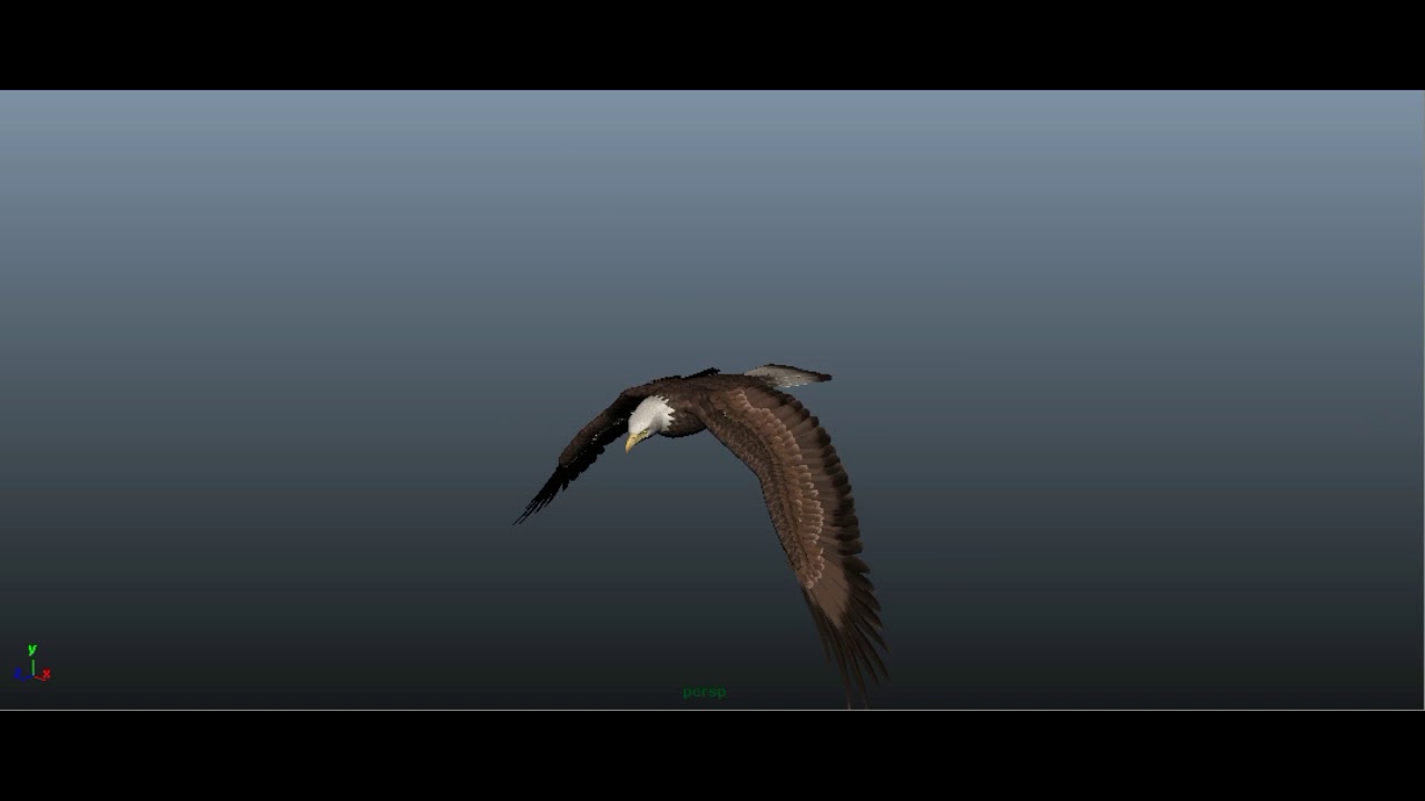 Flying eagle animation cycle in MAYA - YouTube