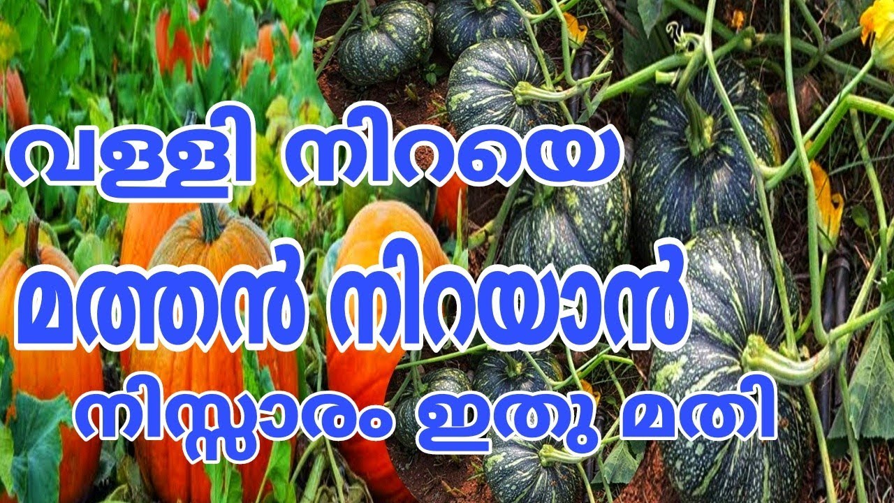 മടിയന്മാർ അറിയേണ്ട പ്രധാന ടിപ്പുകൾ | Mathanga Krishi in Malayalam ...