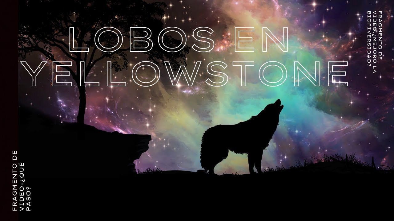 Reintroducción de #LOBOS en Yellowstone ¿Qué pasó y cómo mejoró la ...