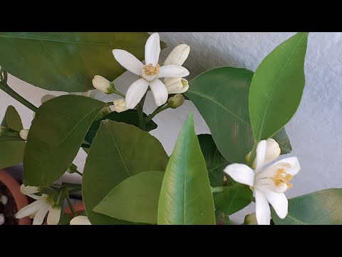 Ankara Balkondaki çiçeklerim 9 Mayıs 2020 Limon Ağacım Mis kokulu Çiçek Açtı🍋🌸