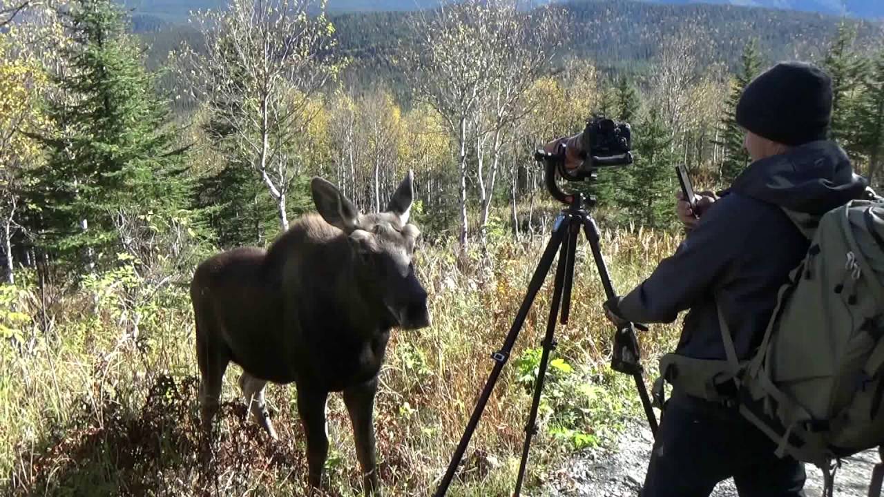 Jeune Orignal très curieux /Very curious Young Moose - Québec - Canada ...