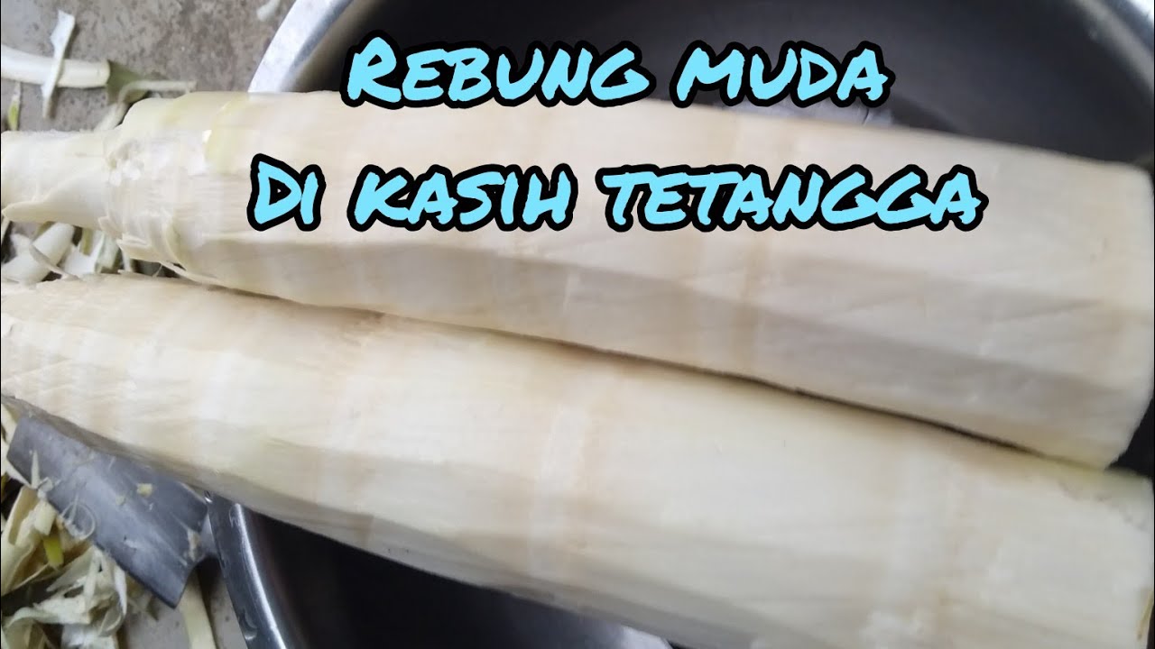 Rebung muda di kasih tetangga@tutirendy973 - YouTube