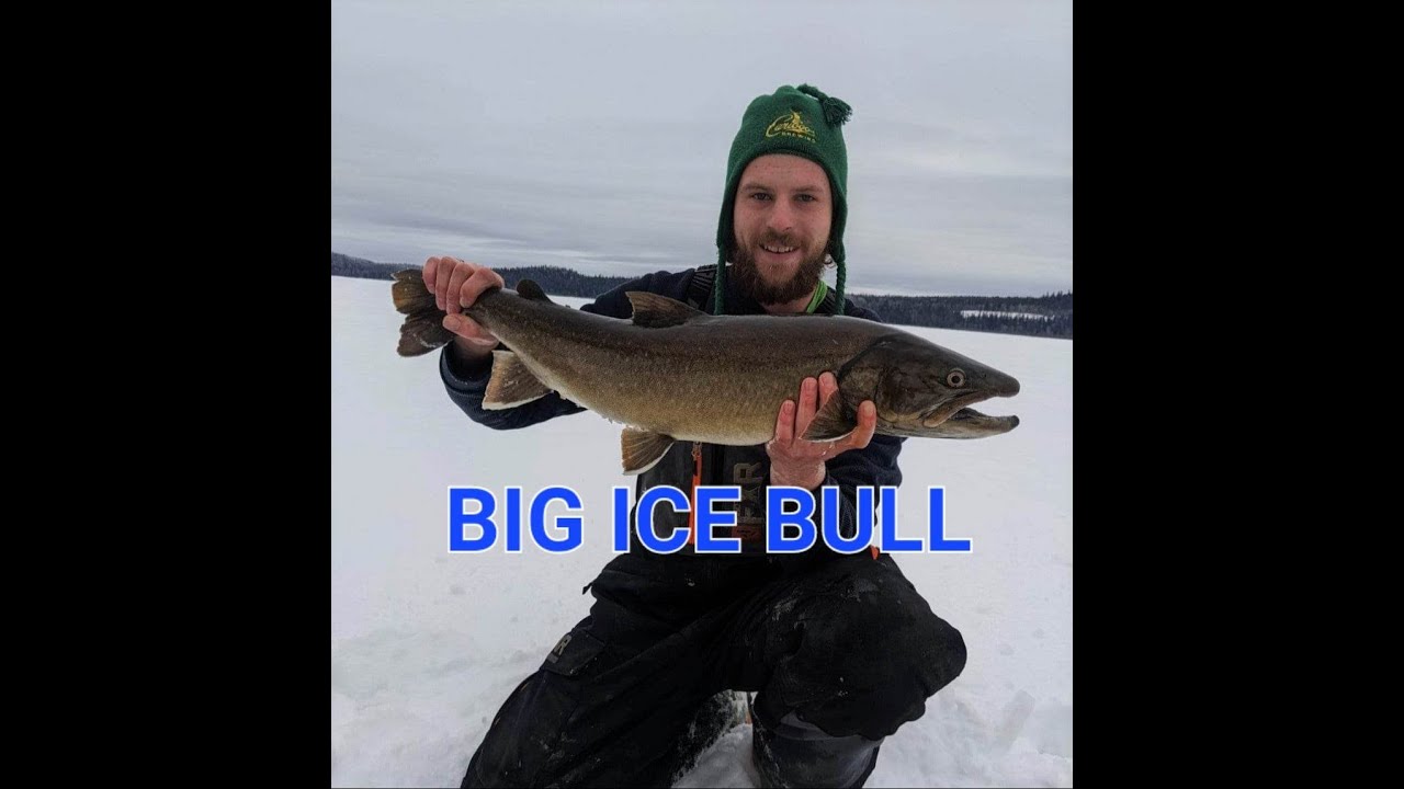Big Bull Trout Through The Ice - YouTube