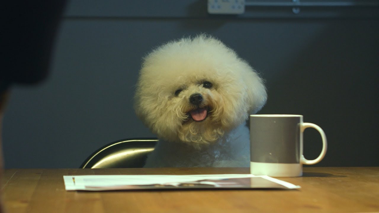 Leaky Larry - Glavni osumljenci za Cushingov sindrom - YouTube