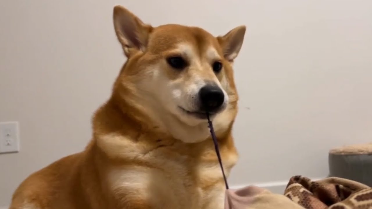 Watch This Shiba Inu Bite Its Toy in Stunning Slow Motion! - YouTube