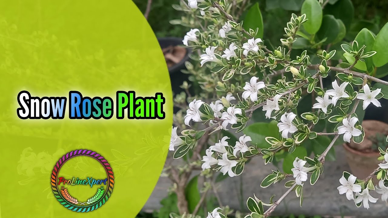 Snow rose plant - YouTube