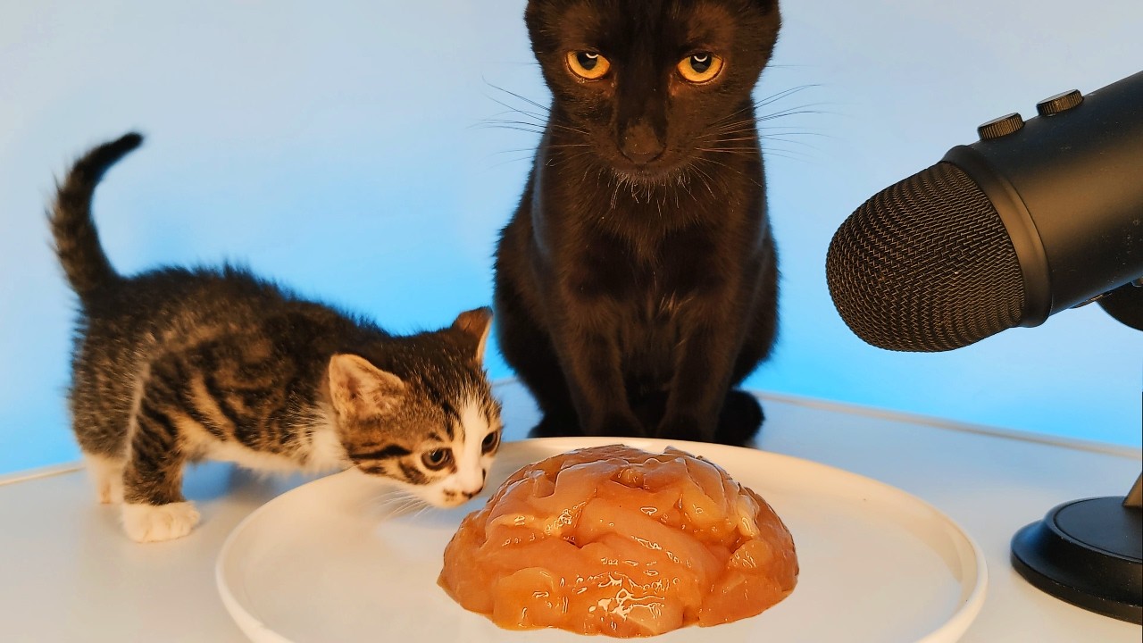 ASMR Mukbang: Cat & Kitten Eating Chicken - YouTube
