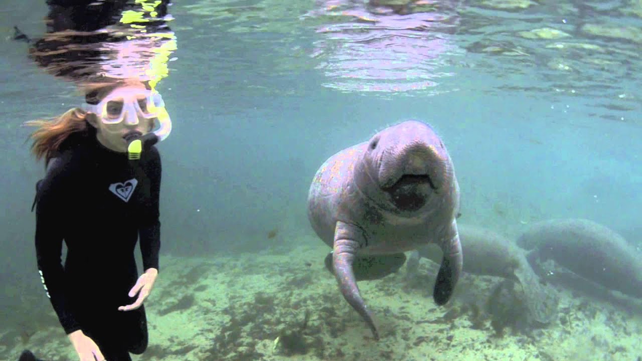 A Manatee Morning - YouTube