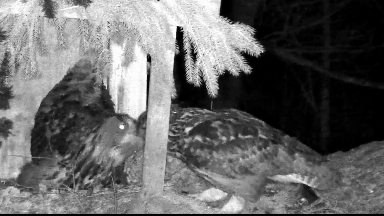 Kassikakk::Eagle Owl~Hugo brings a rodent for Hanna ~4:03 am 2024/03/15 ...