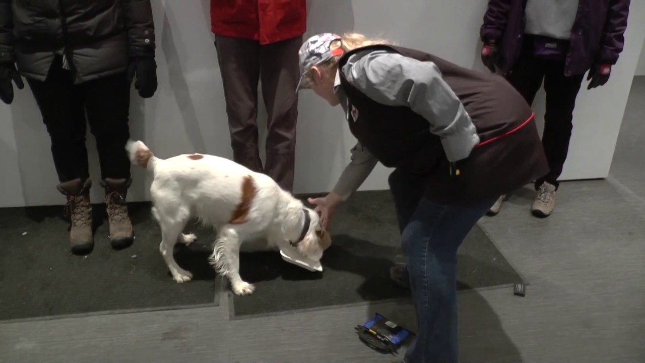 Scent Work | How to Train Your Dog to Ignore Distractions - YouTube