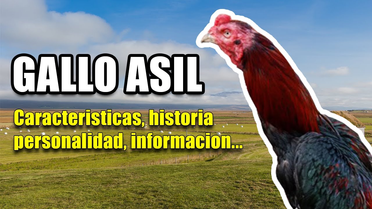 GALLO ASIL | INFORMACION, RAZA, CARACTERISTICAS PERSONALIDAD #GalloAsil ...