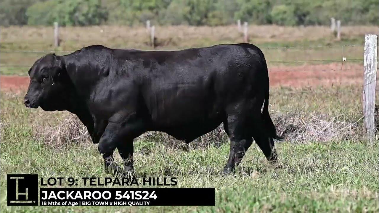 Lot 9 Telpara Hills Brangus And Ultrablack Cattle Athertonau Youtube