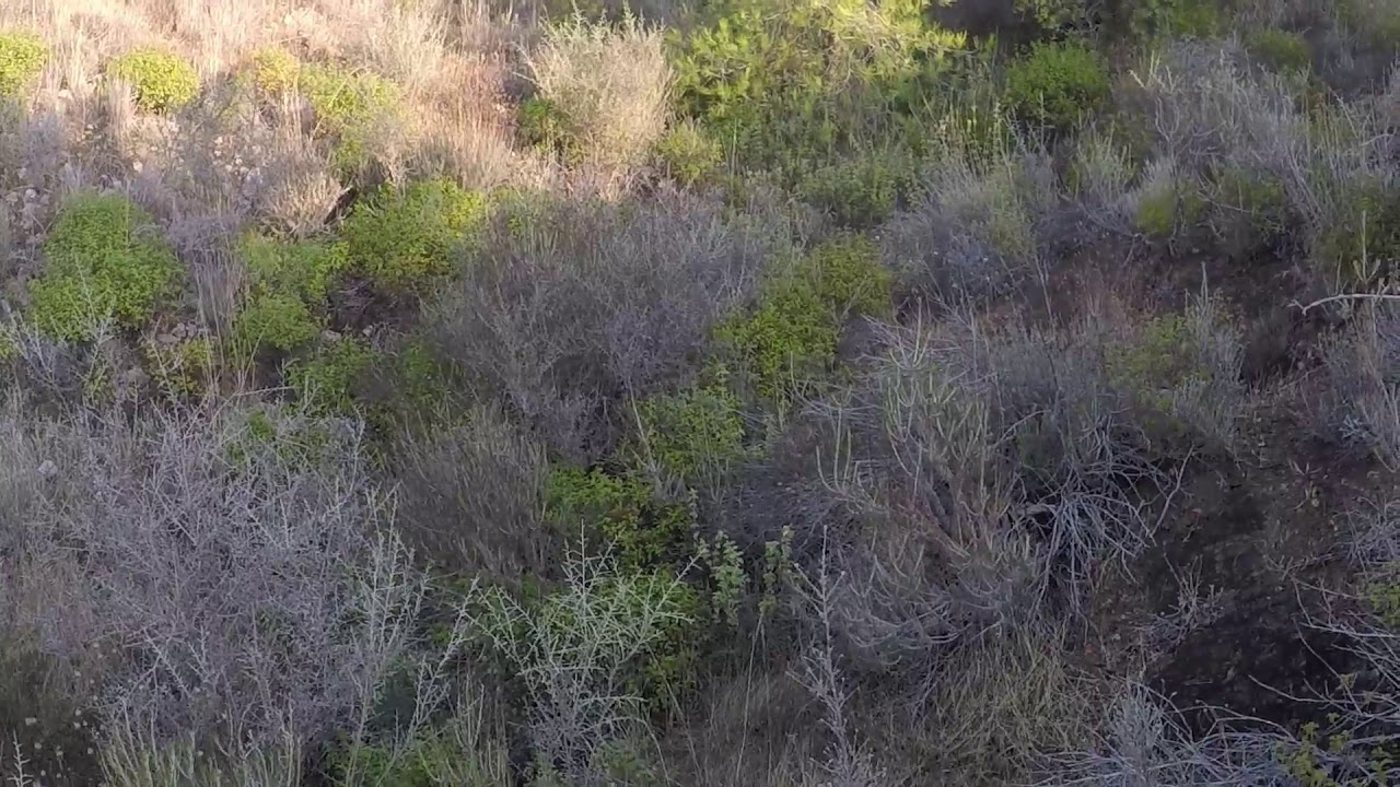 Κυνηγι στην Κυπρο-Hunting in Cyprus 2019 - YouTube