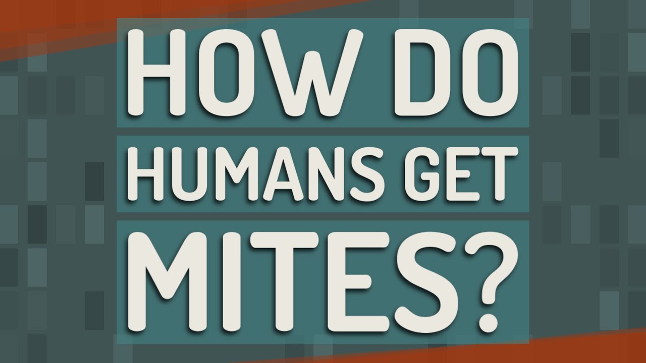 How do humans get mites? - YouTube