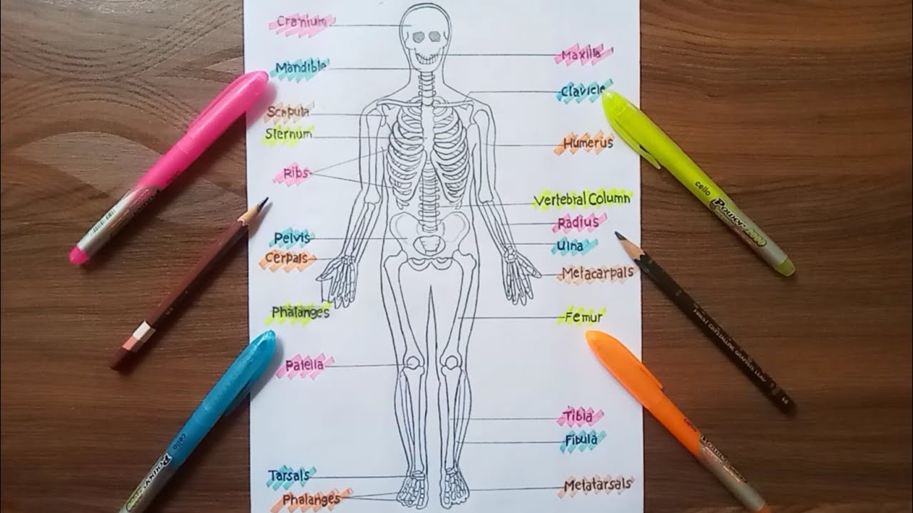 Muscular System Easy To Draw