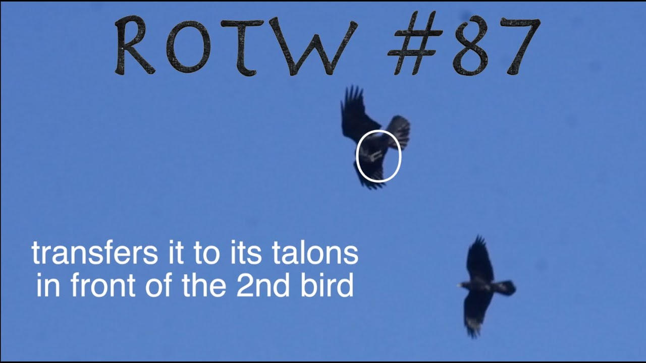 Raven of the Week #87 - YouTube