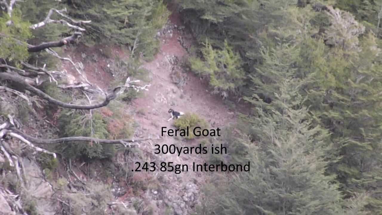 Wild Goat shooting New Zealand - YouTube