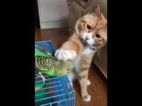 KEDİ KUŞU OKŞADI SEVDİ ♥️♥️♥️